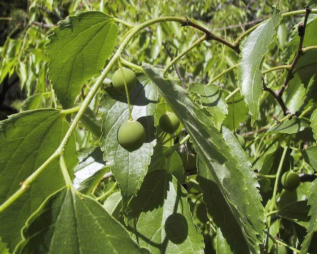 European Hackberry Celtis Australis 25 Seeds W 068 - Etsy UK