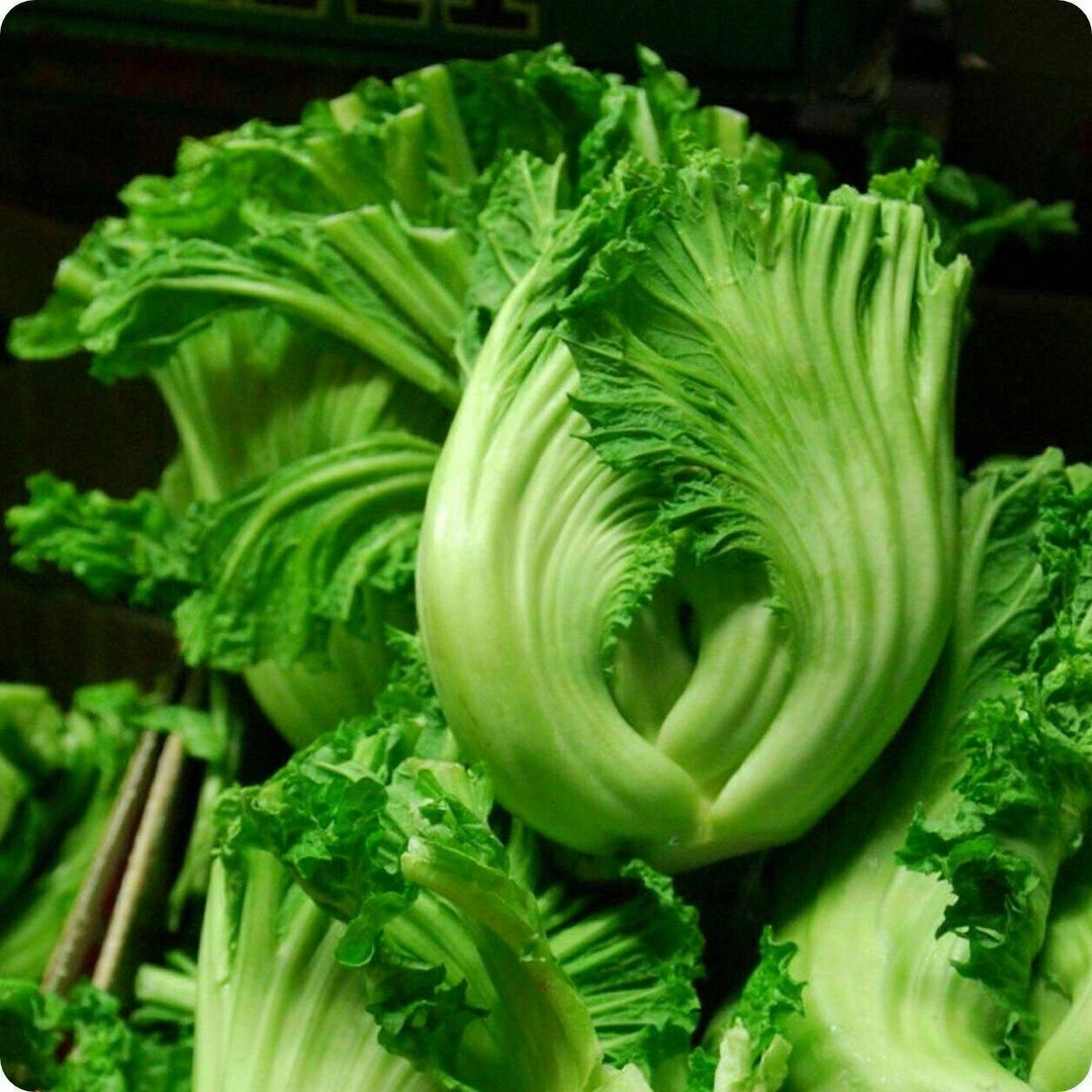 Buy Broad-leaved Mustard - Amsoi Swatow - 25+ Seeds - B 106 Online in ...