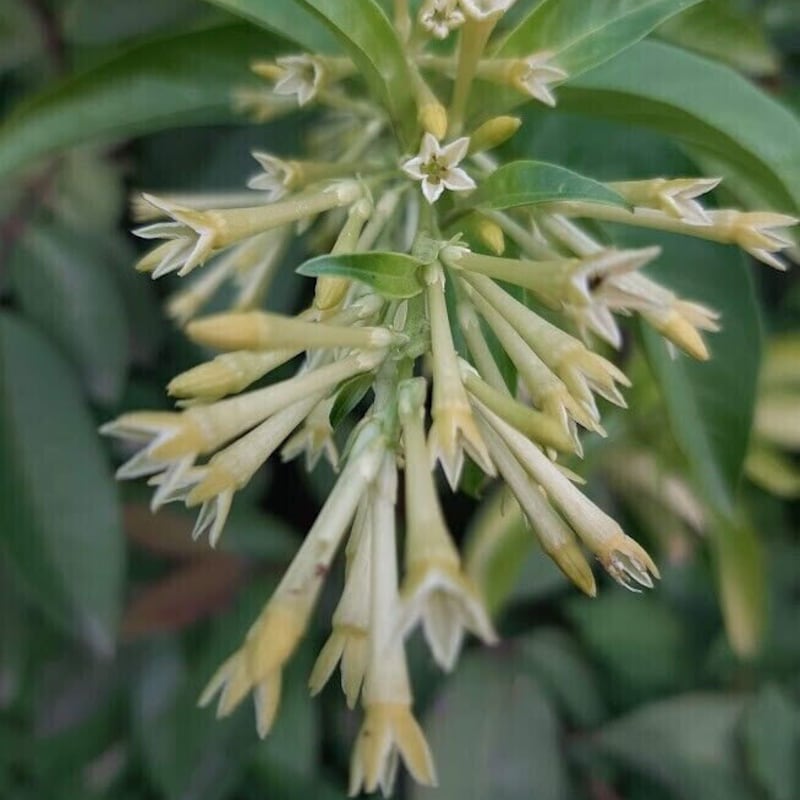 Live jasmine plant - Etsy France