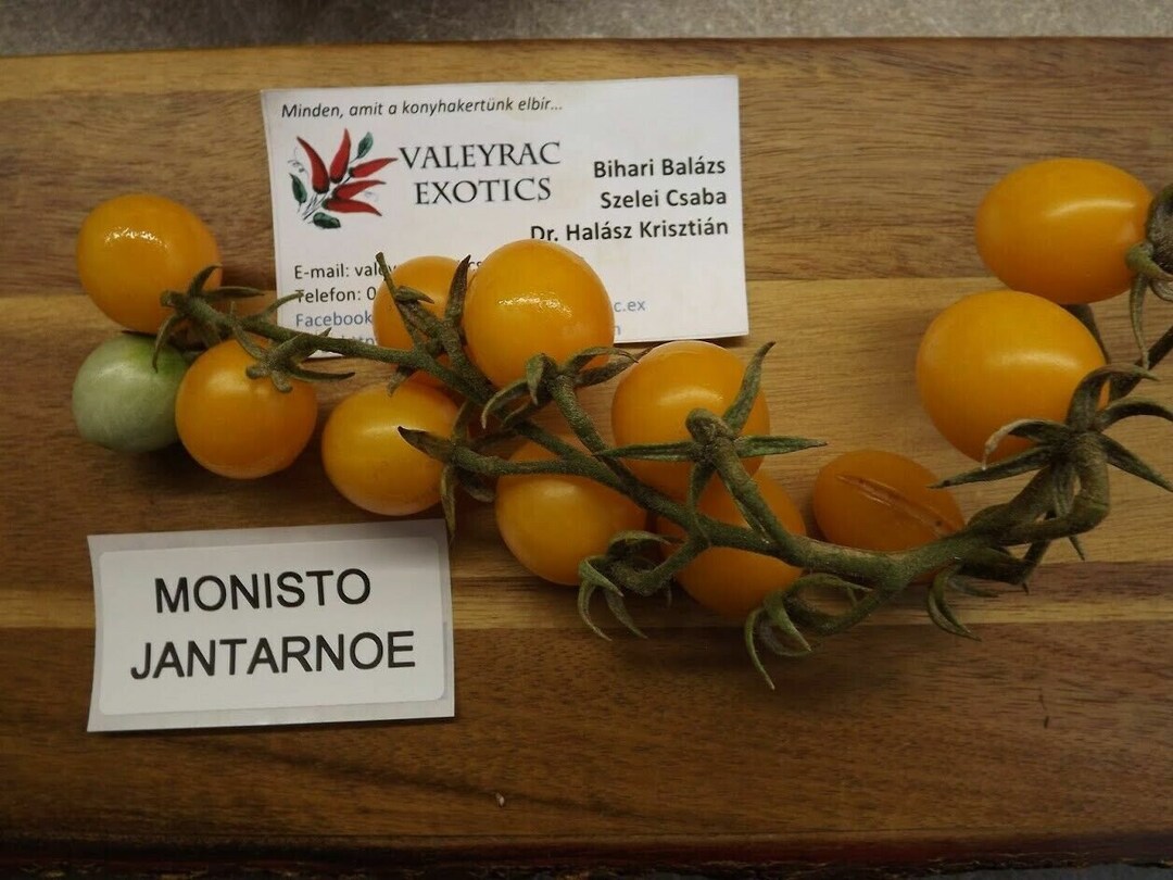 Amber Pearl Necklace Tomato - 10+ Seeds - Heirloom Vegetable Seeds! - P ...