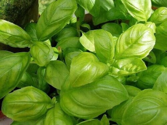 Kemangi Nama Latin LI NA HERBS: LEMON BASIL: KEMANGI