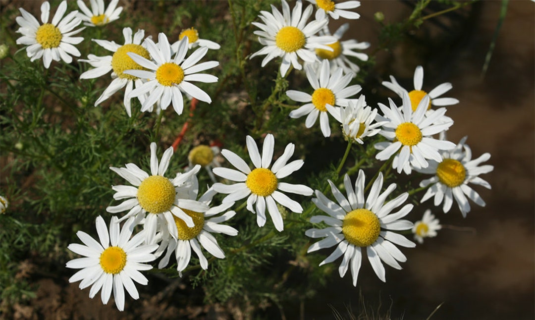 Mayweed Stinking Chamomile Anthemis Cotula 100 Seeds E - Etsy