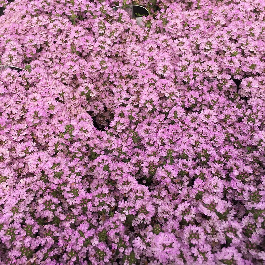 Thym sauvage rampant, Thymus serpyllum 50 graines F 074 - Etsy France