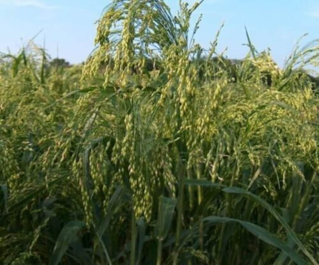 Fertőd Red Millet Panicum miliaceum 25 semillas Am 095 - Etsy México