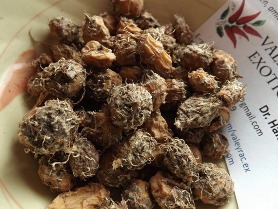 African Super Tigernut Chufa 5 Tubers TASTY and - Etsy
