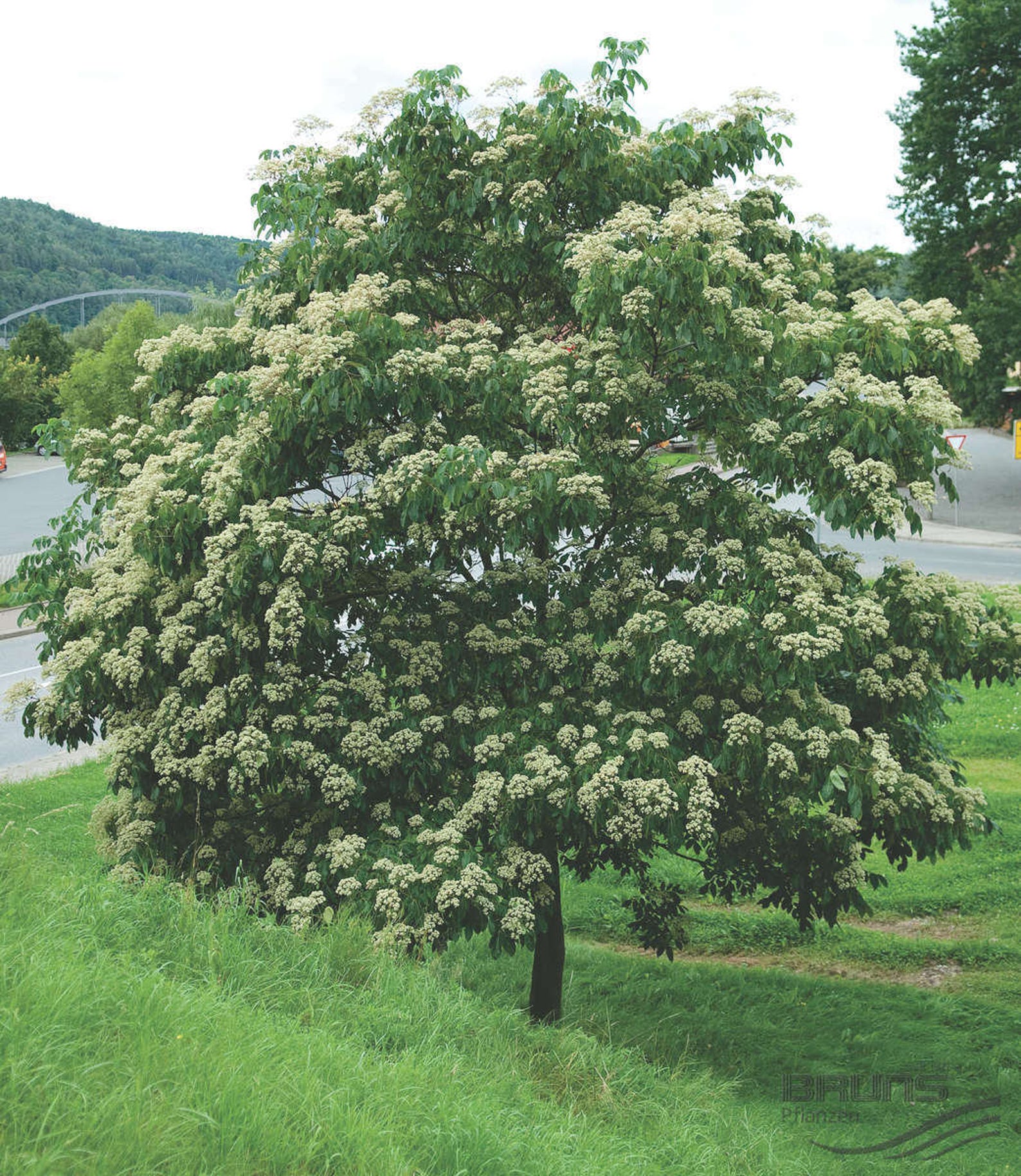 Bee Tree Tetradium daniellii 50 seeds | Etsy