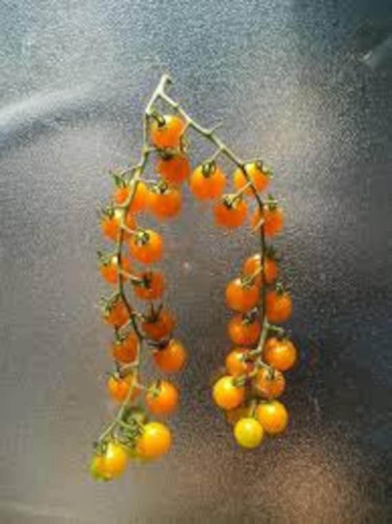 Tomate Grosella Dorada 5 semillas P 135 - Etsy México
