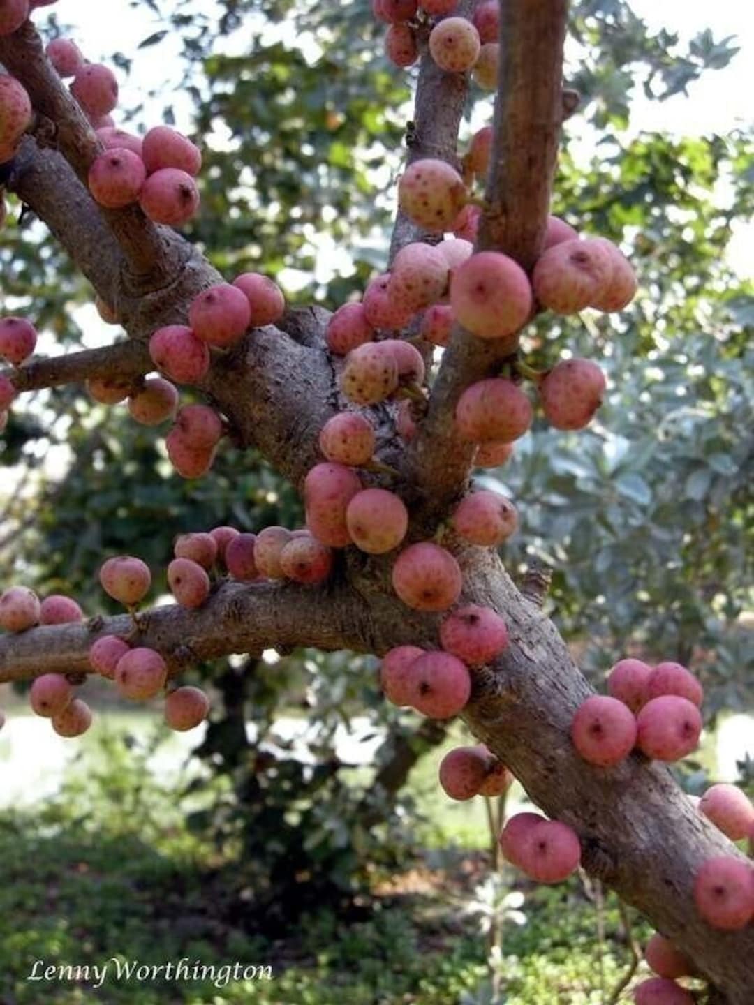 Drooping Fig Wedgeleaf Fig Ficus Semicordata 50 Seeds - Etsy