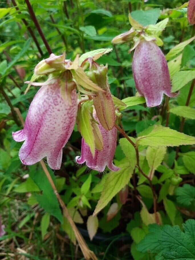 Campanula Punctata Rubriflora