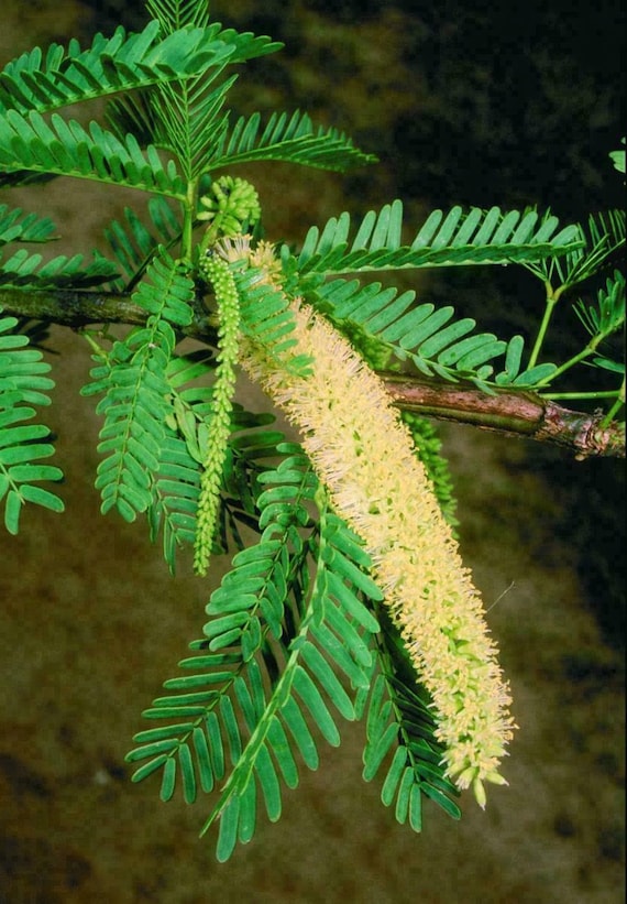 Prosopis Juliflora Leaves