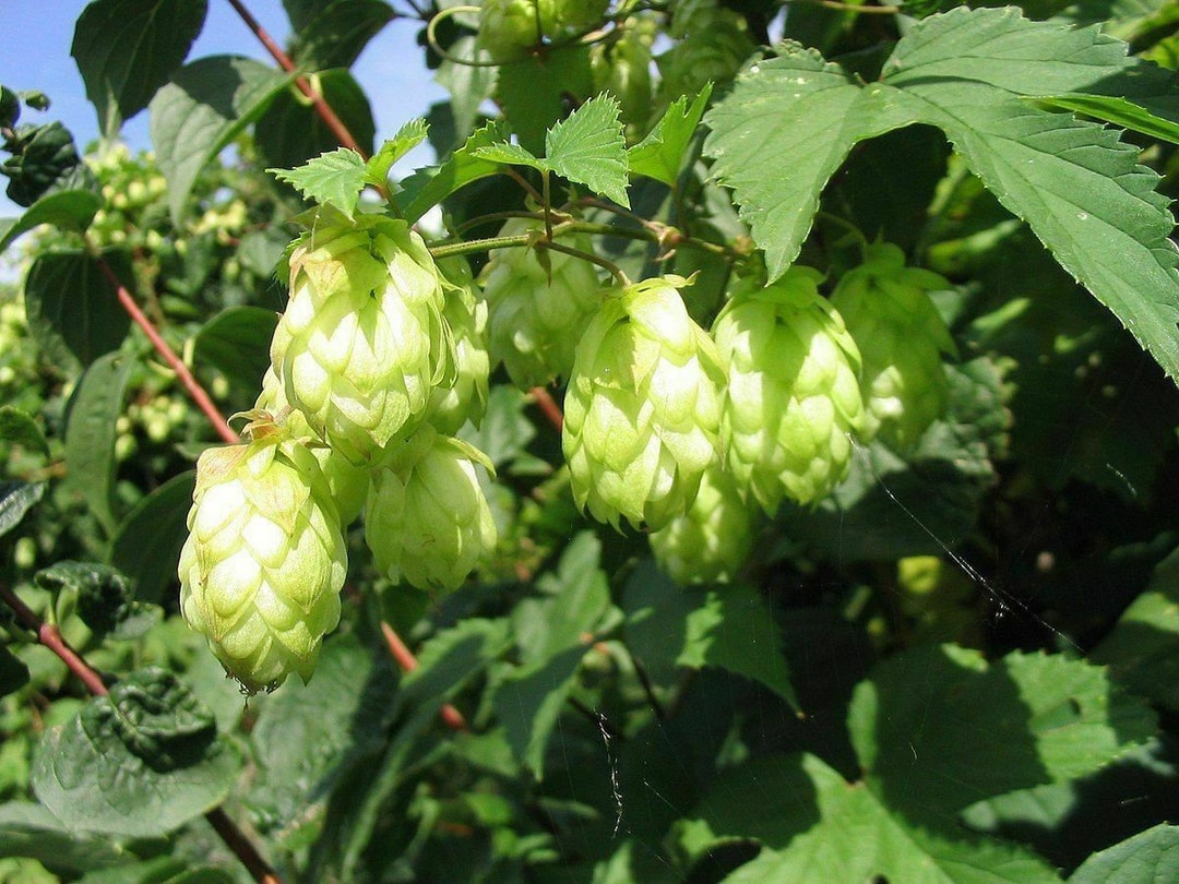 Houblon - Houblon sauvage - Humulus lupulus - + de 25 graines - E 083 ...