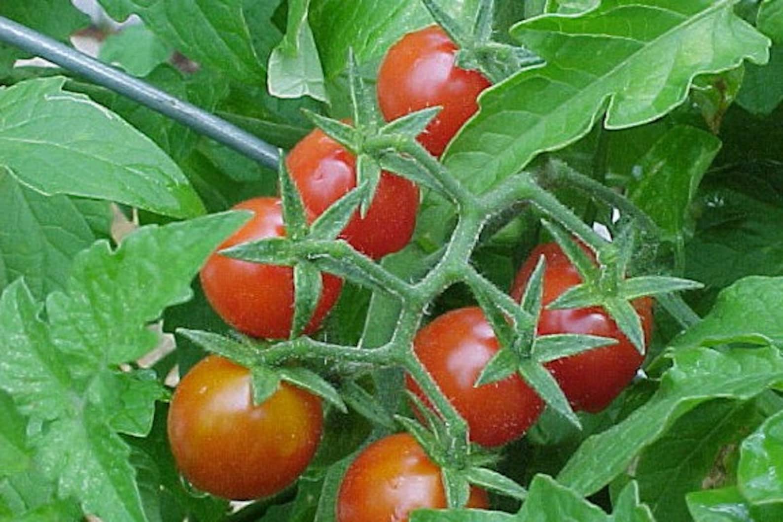Kamatis Na Ligaw Tomato 5 Seeds P 074 - Etsy Australia