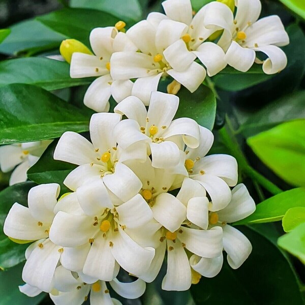 Jasmine live plants - Etsy France
