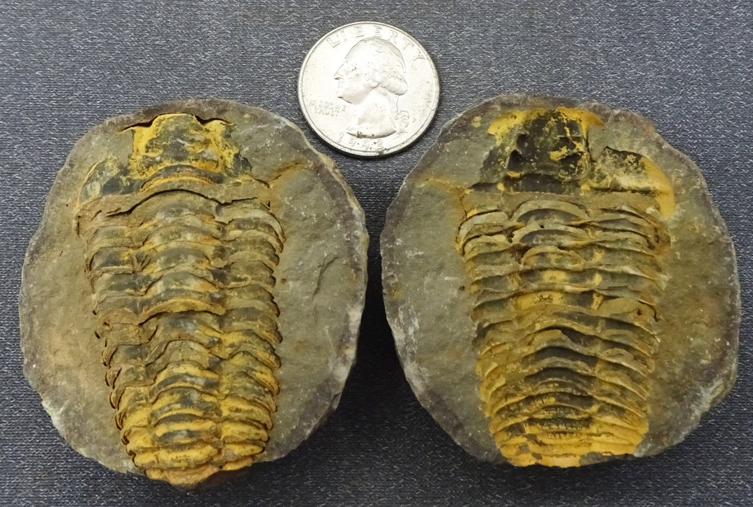 Trilobite Fossil in Nodule, Morocco, Cast and Mold Fossil for Sale - Etsy