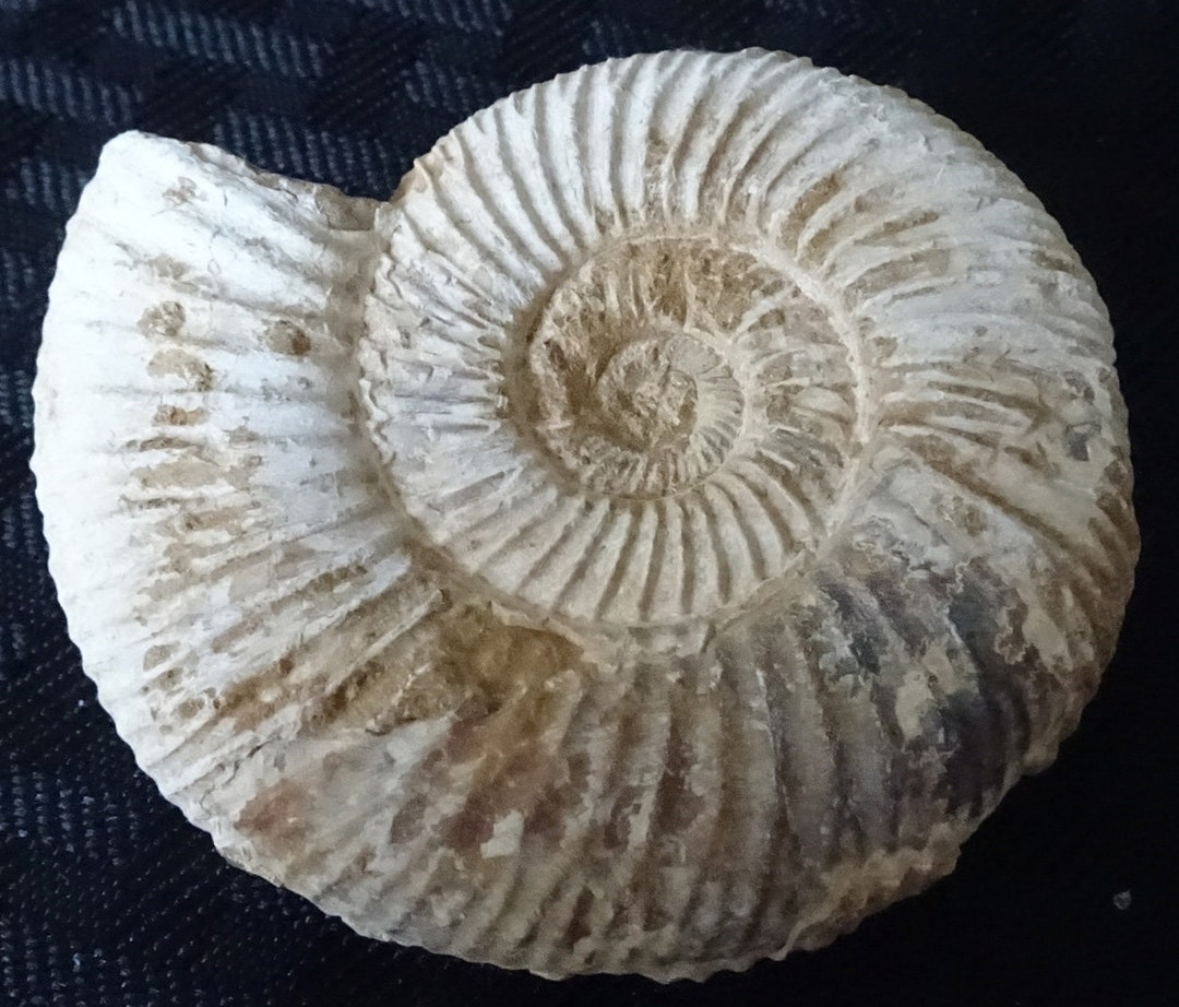 Ammonite Fossil Shell, Madagascar Mineral Specimen for Sale - Etsy