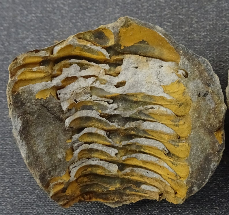 Trilobite Fossil in Nodule Morocco Cast and Mold Fossil - Etsy