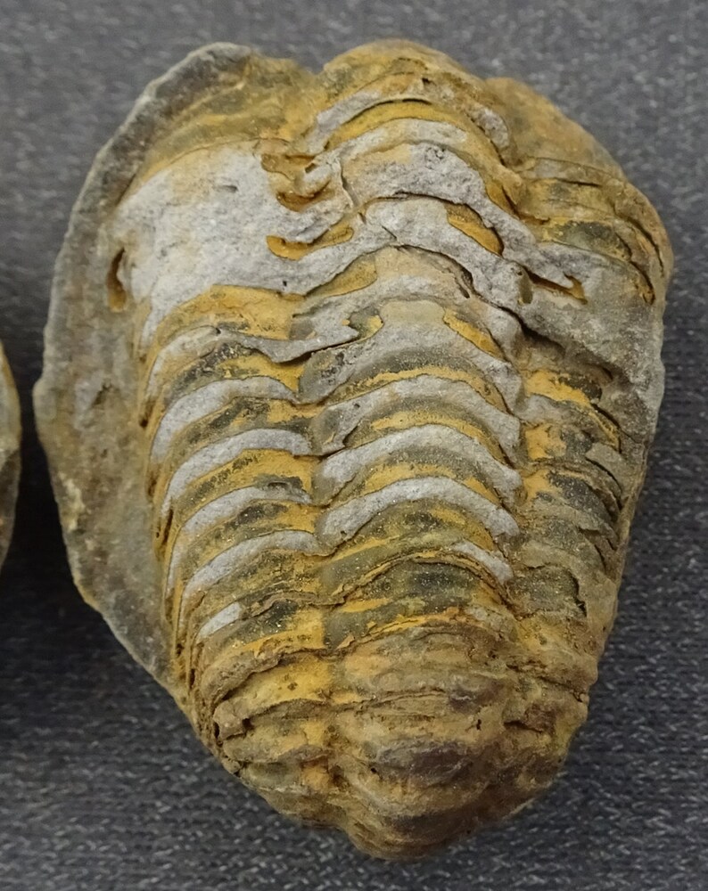 Trilobite Fossil in Nodule Morocco Cast and Mold Fossil - Etsy