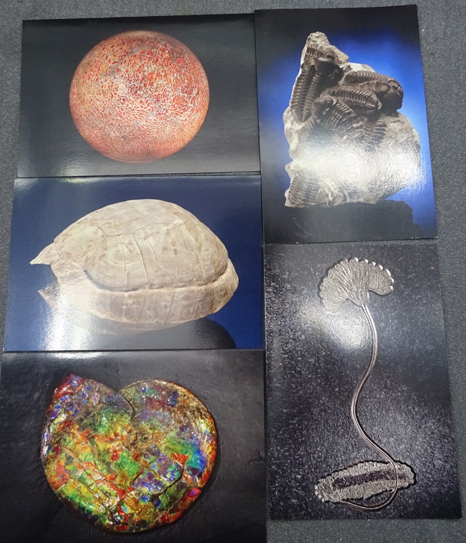 Mineral/fossil Themed Greeting Cards - Etsy