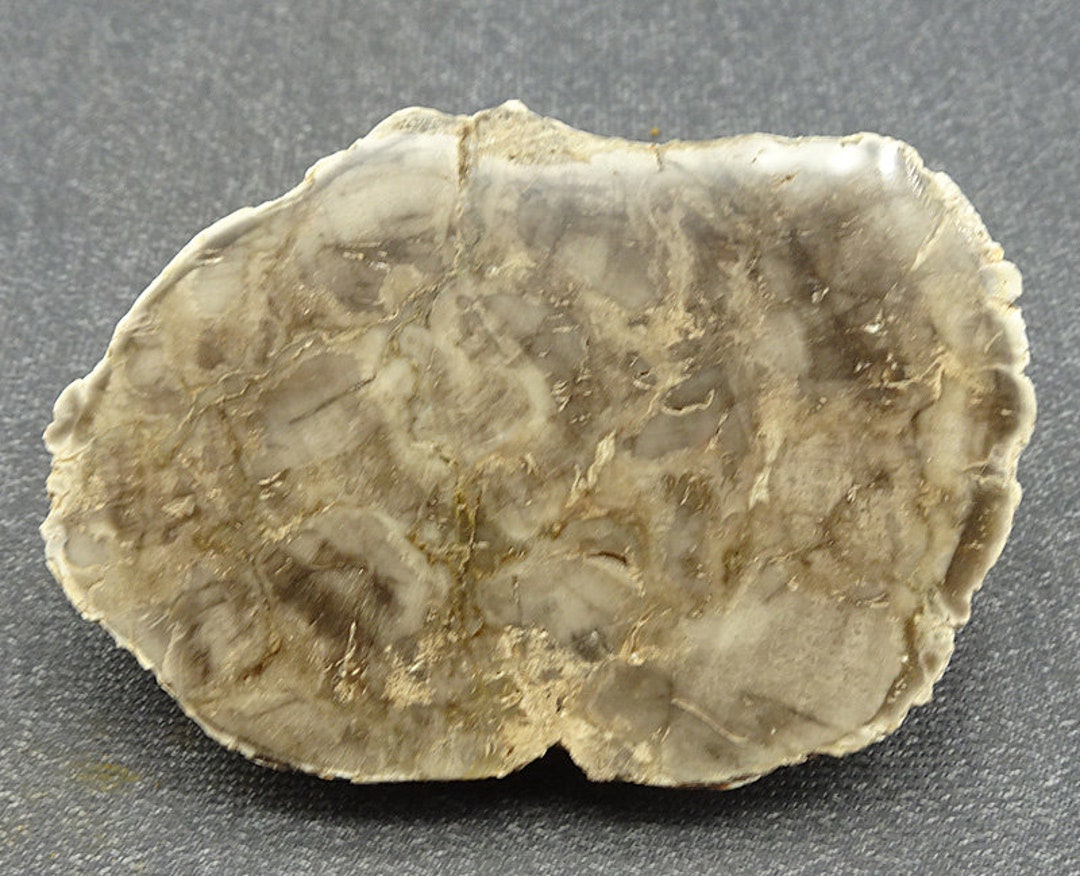 Petrified Wood Polished Slice of a Tree Branch, Madagascar - Mineral ...