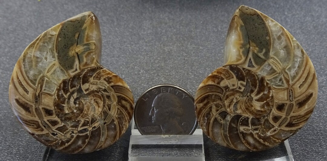 Polished Gastropod Fossil Shell, Madagascar - Mineral Specimen for Sale ...