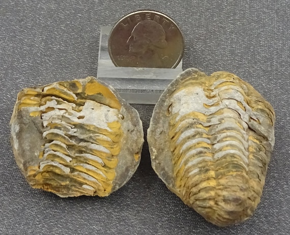 Trilobite Fossil in Nodule Morocco Cast and Mold Fossil - Etsy