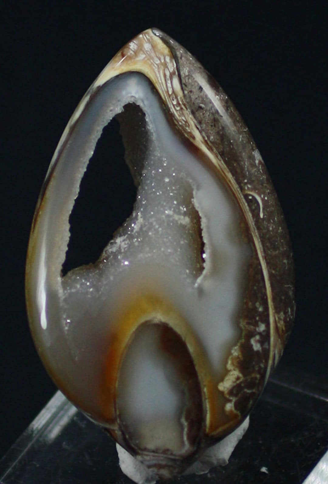 Polished Agatized Gastropod Shell Fossil Slice, India - Mineral ...