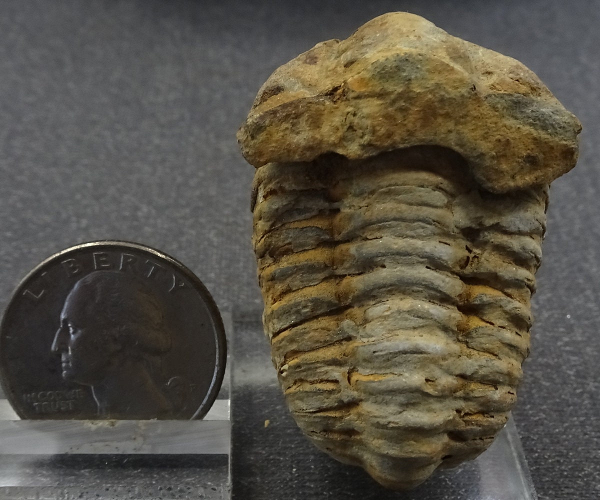 Fossilized Cambropallas Giant Trilobite Fossil Genuine, 51% OFF