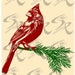 Cardinal Bird Svg 2 Colors Cardinal on Branch Christmas Tree,svg,dxf ...