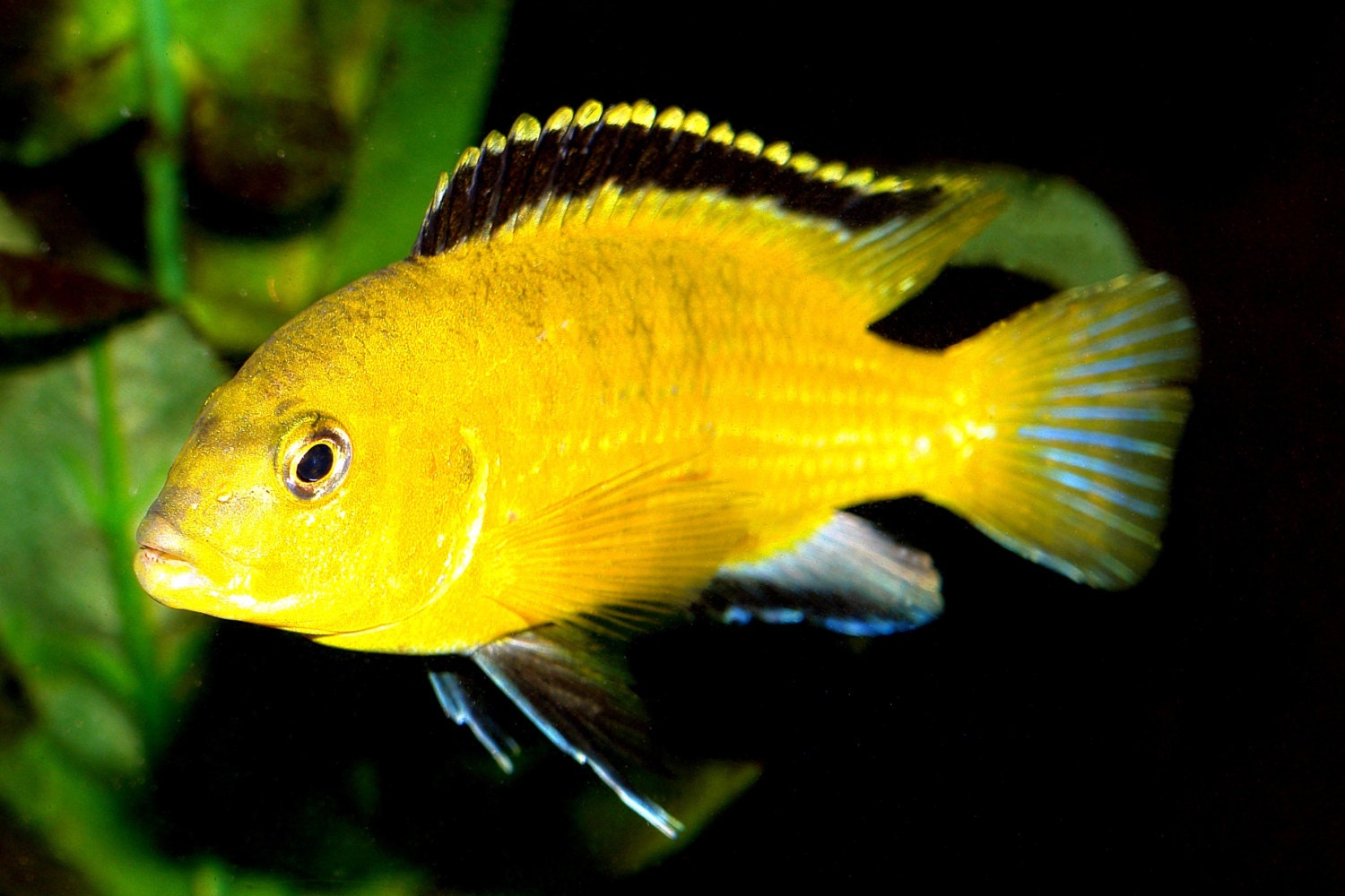 Super Catfish Shrimp & Krill Mix All Fresh ABF57 Heat | Etsy