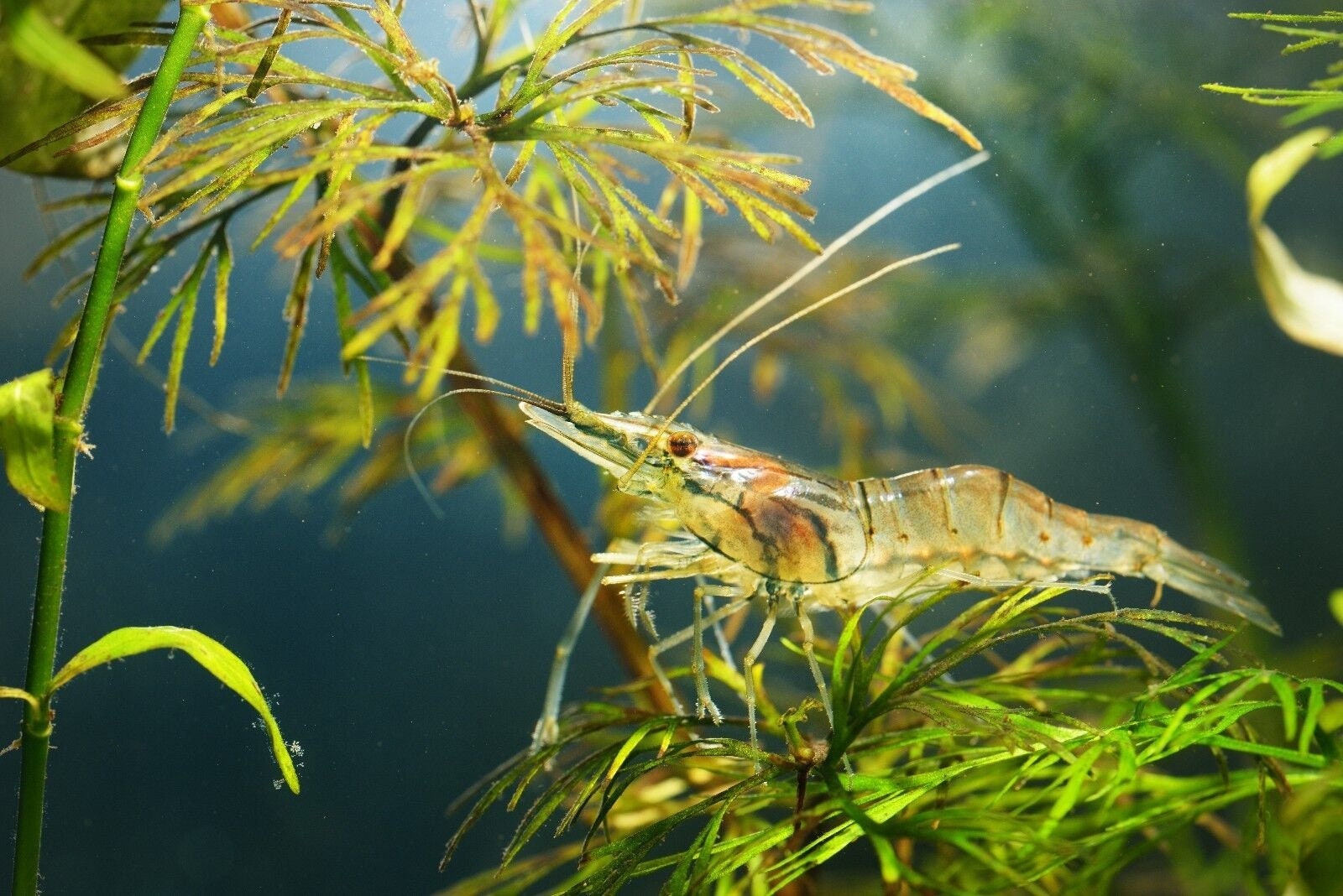 Aquatic Snail Food Mix With CALCIUM, Shrimp, Crayfish, Snails, Fish ...