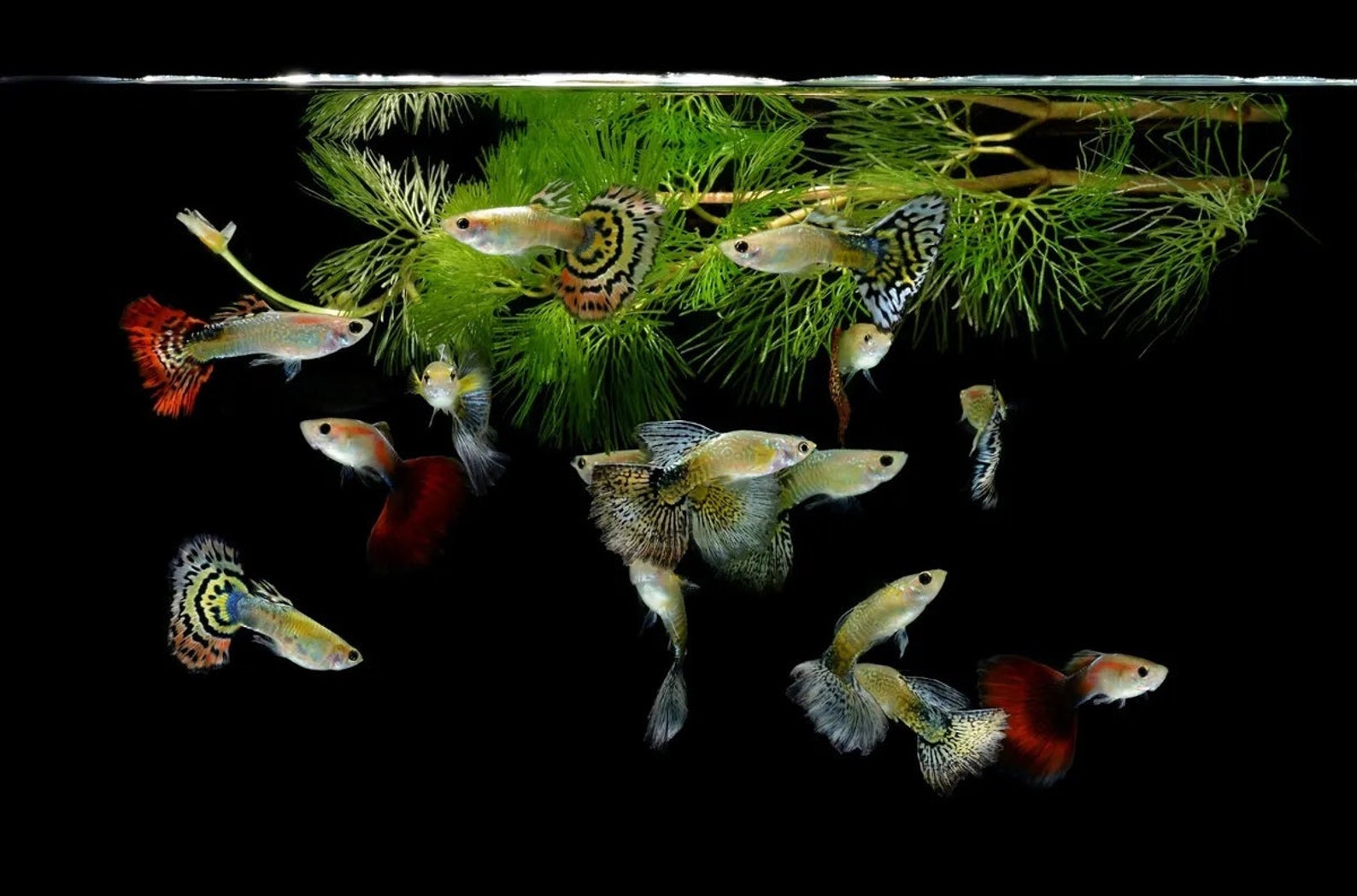 ABF Nano Guppy Fish Food Mix With Krill, Spirulina, Garlic, Squid ...