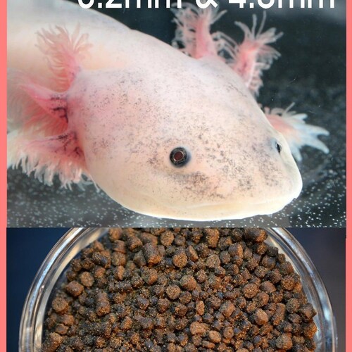 ABF Gourmet Axolotl Soft Food Pellets 4.0mm ABF5 Heat - Etsy