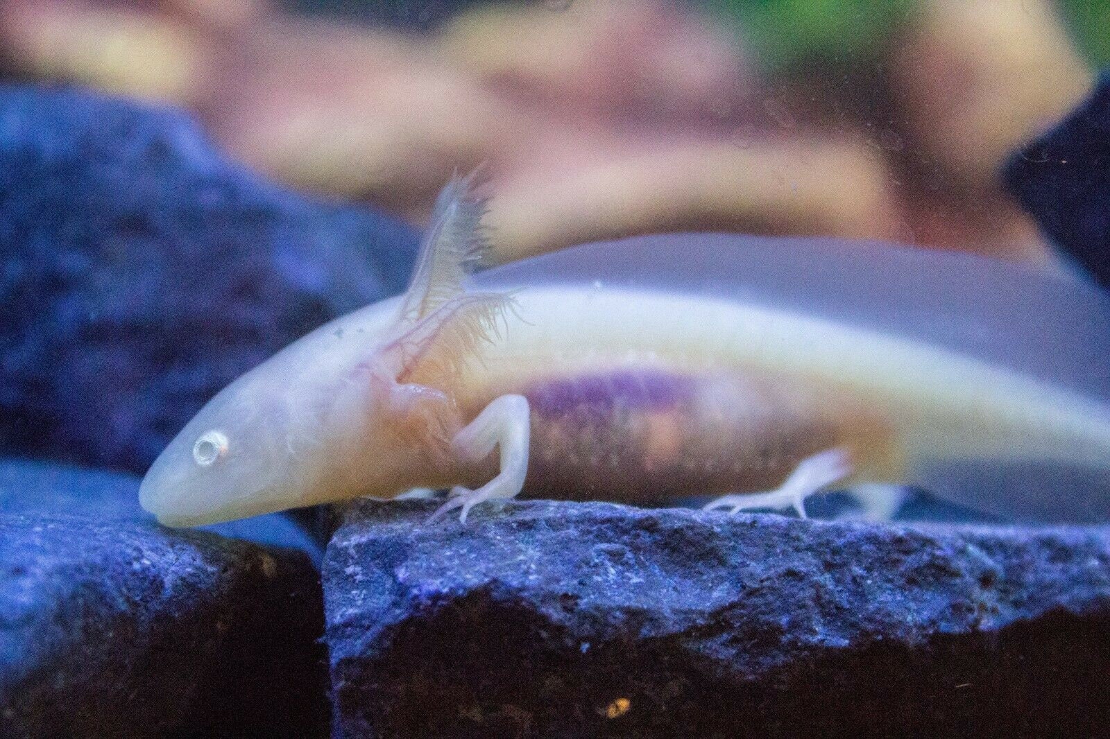 ABF Gourmet Axolotl Food MIX 3.2mm & 4.0mm Soft Bits,bloodworm Mini ...