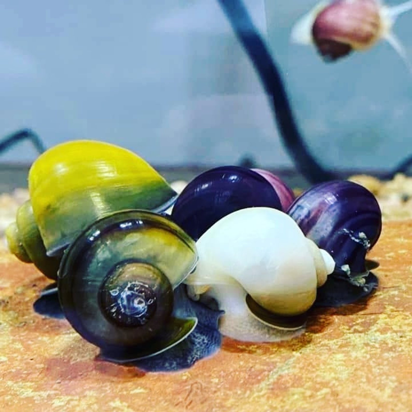 Aquatic Snail Food Mix With CALCIUM, Shrimp, Crayfish, Snails, Fish ...