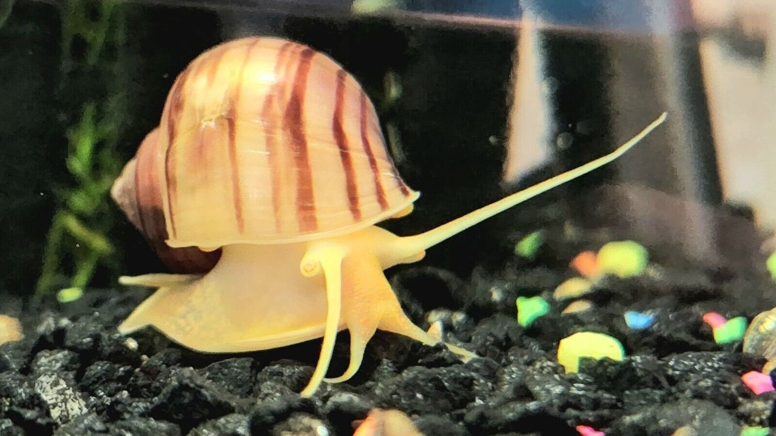 Aquatic Snail Food Mix With CALCIUM, Shrimp, Crayfish, Snails, Fish ...