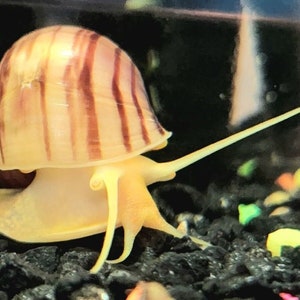 Aquatic Snail Food Mix With CALCIUM, Shrimp, Crayfish, Snails, Fish ...