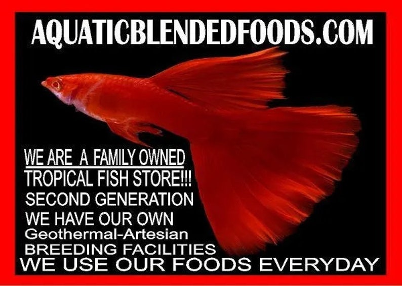 ABF Nano Guppy Fish Food Mix With Krill, Spirulina, Garlic, Squid ...