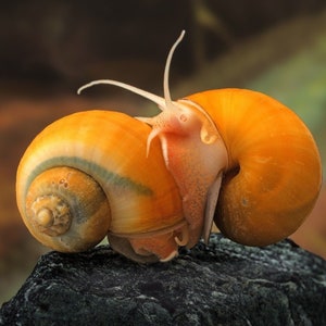 Aquatic Snail Food Mix With CALCIUM, Shrimp, Crayfish, Snails, Fish ...
