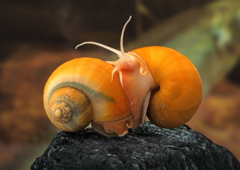 Aquatic Snail Food Mix With CALCIUM, Shrimp, Crayfish, Snails, Fish ...