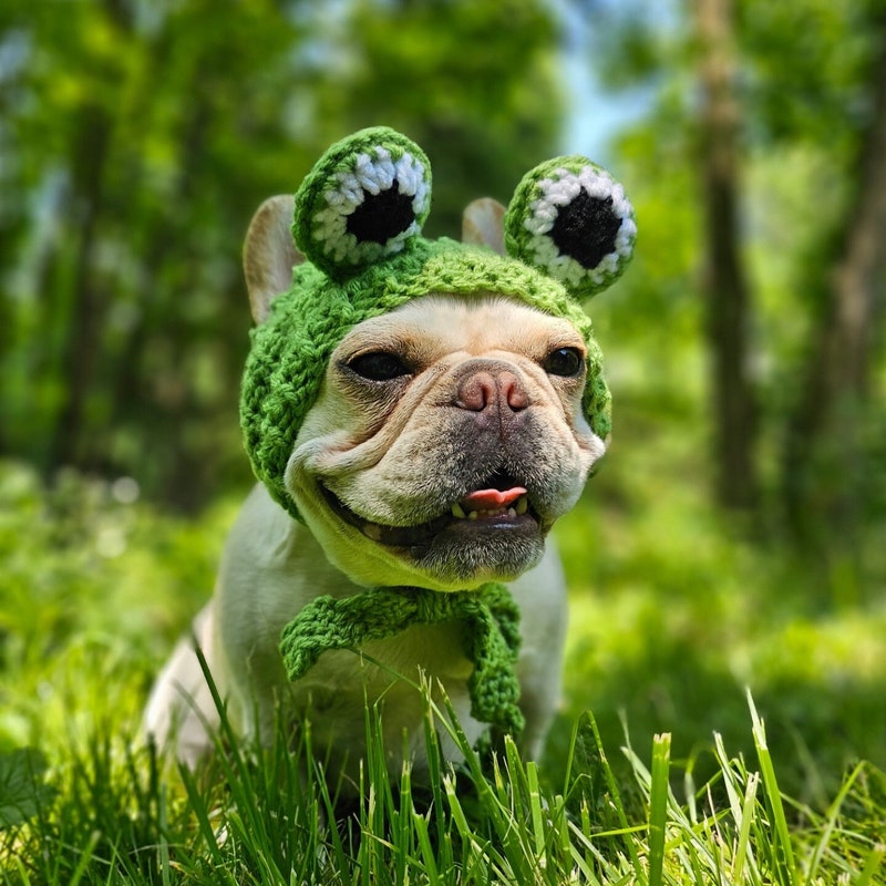 Frog Hats for Dogs - Etsy