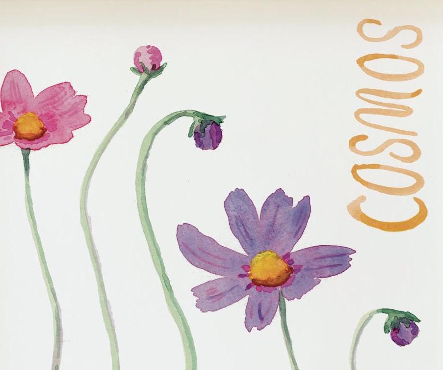 Cosmos Birth Flower Simple Watercolor Print October Birthday Month Art ...
