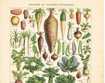 French Vegetables | Etsy