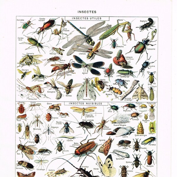 Insect Wall Art - Etsy