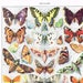 Original French Larousse Print Lithograph Butterflies PAPILLIONS ...