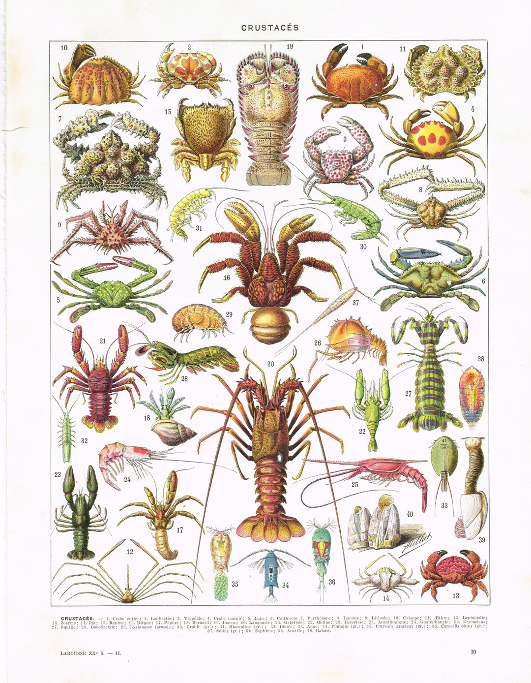 Original Vintage French Larousse Print Lithograph Crustaceans CRUSTACES ...
