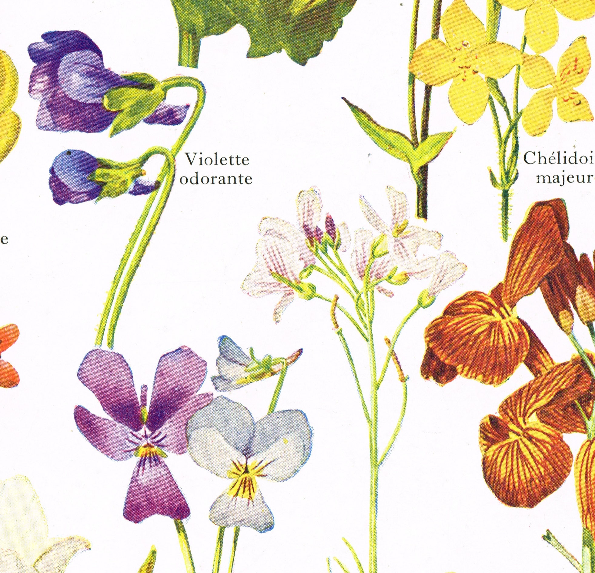 Vintage French Floral Print Digital Print From a French Book - Etsy