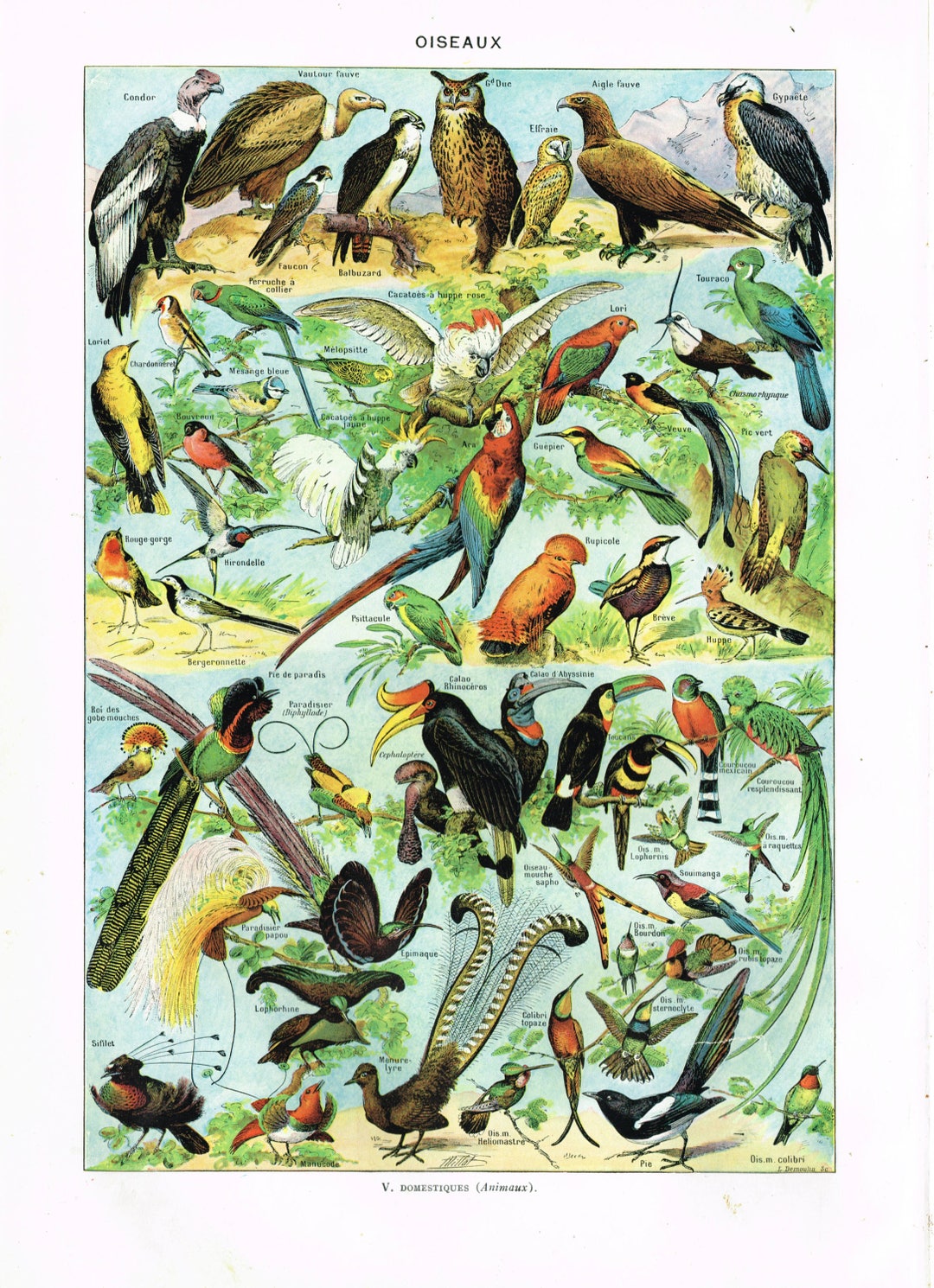 Vintage Larousse Oiseaux, Birds, 1920s, 600dpi Image, Instant Digital ...