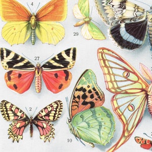 Original French Larousse Print Lithograph Butterflies PAPILLIONS ...