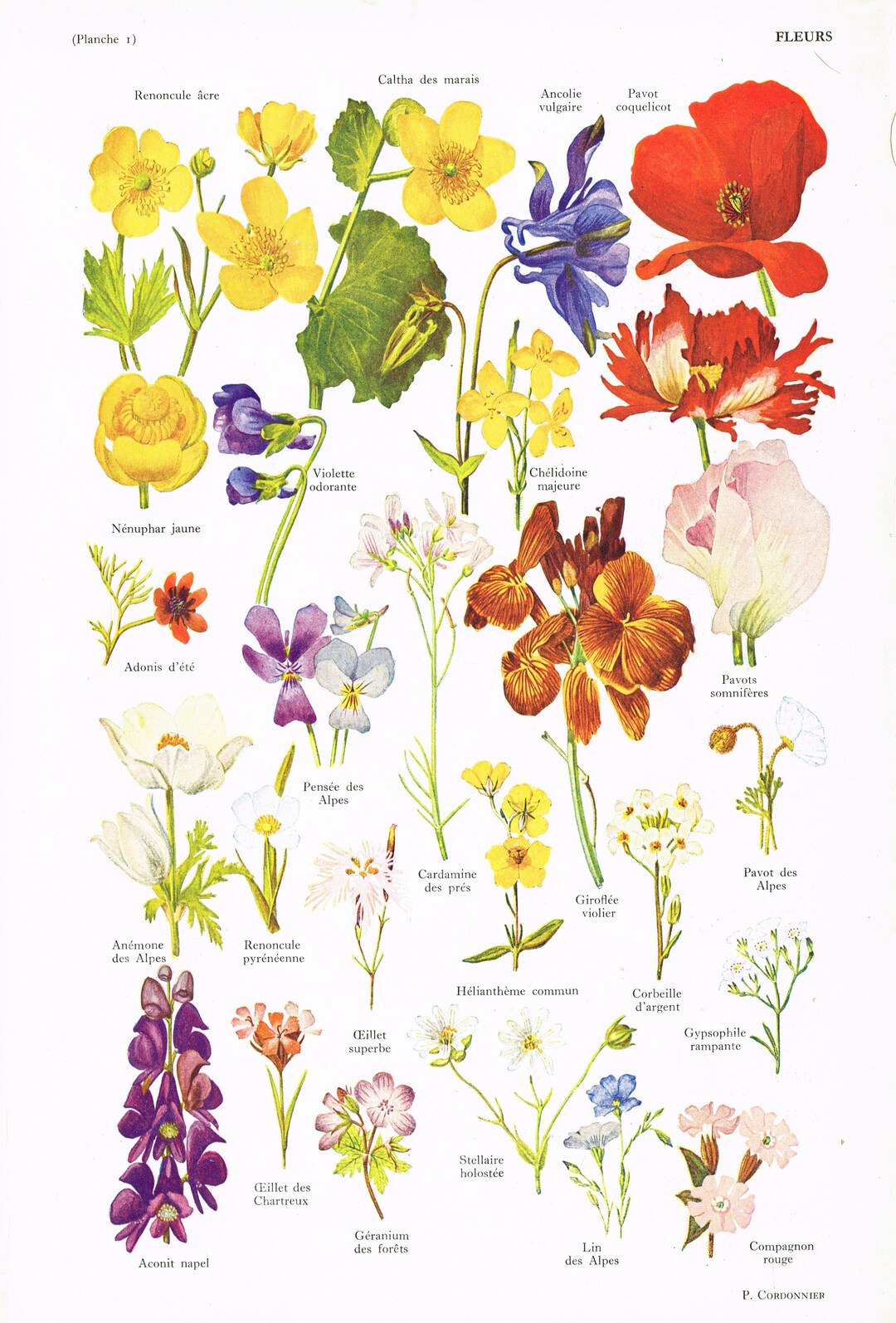 Vintage French Floral Print Digital Print From a French Book - Etsy