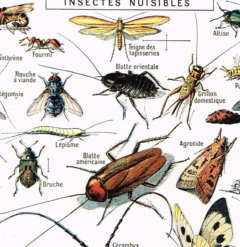 Plaque insectes Identification graphique du livre original | Etsy